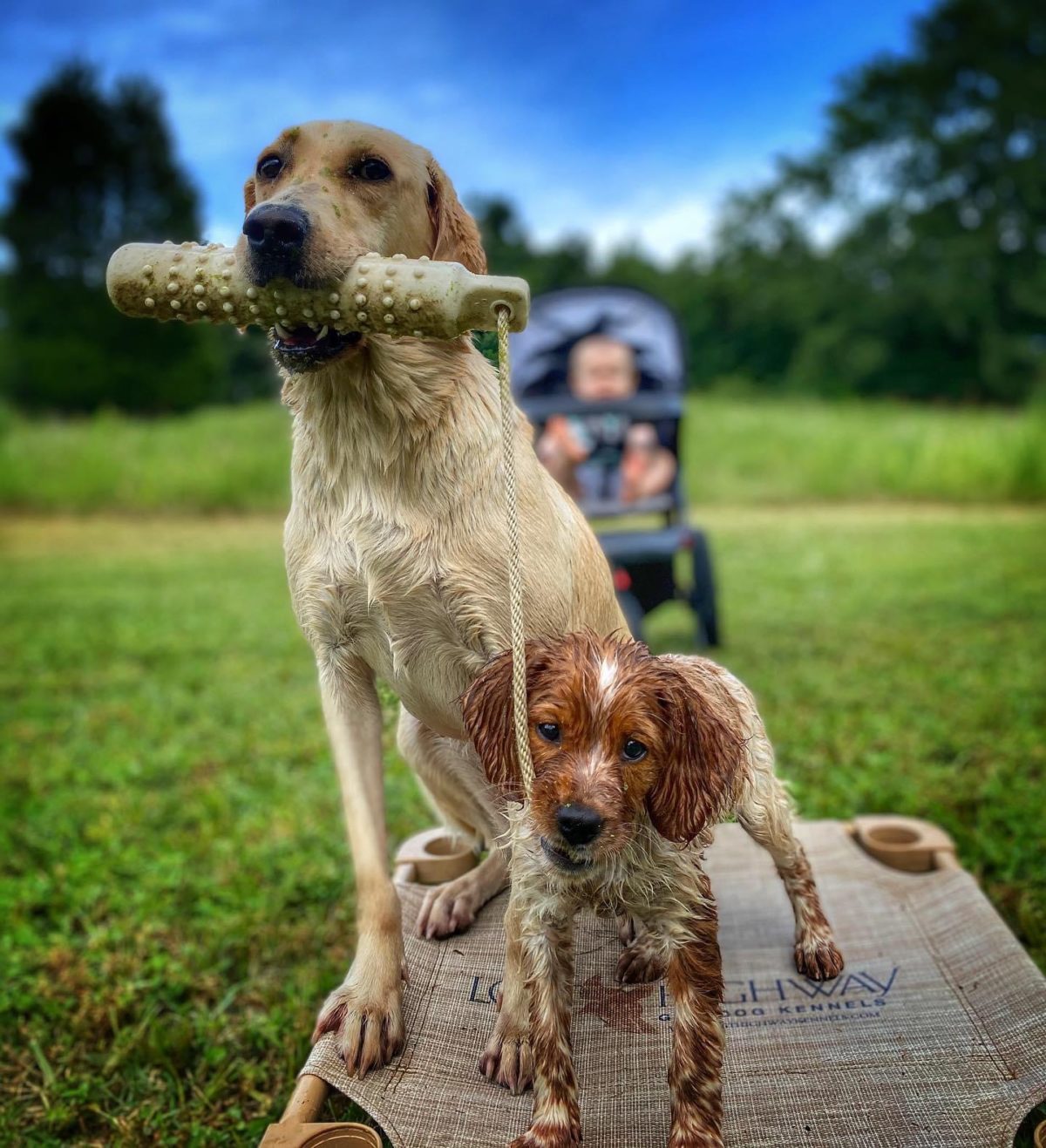 Labrador Retrievers - Lost Highway Kennels