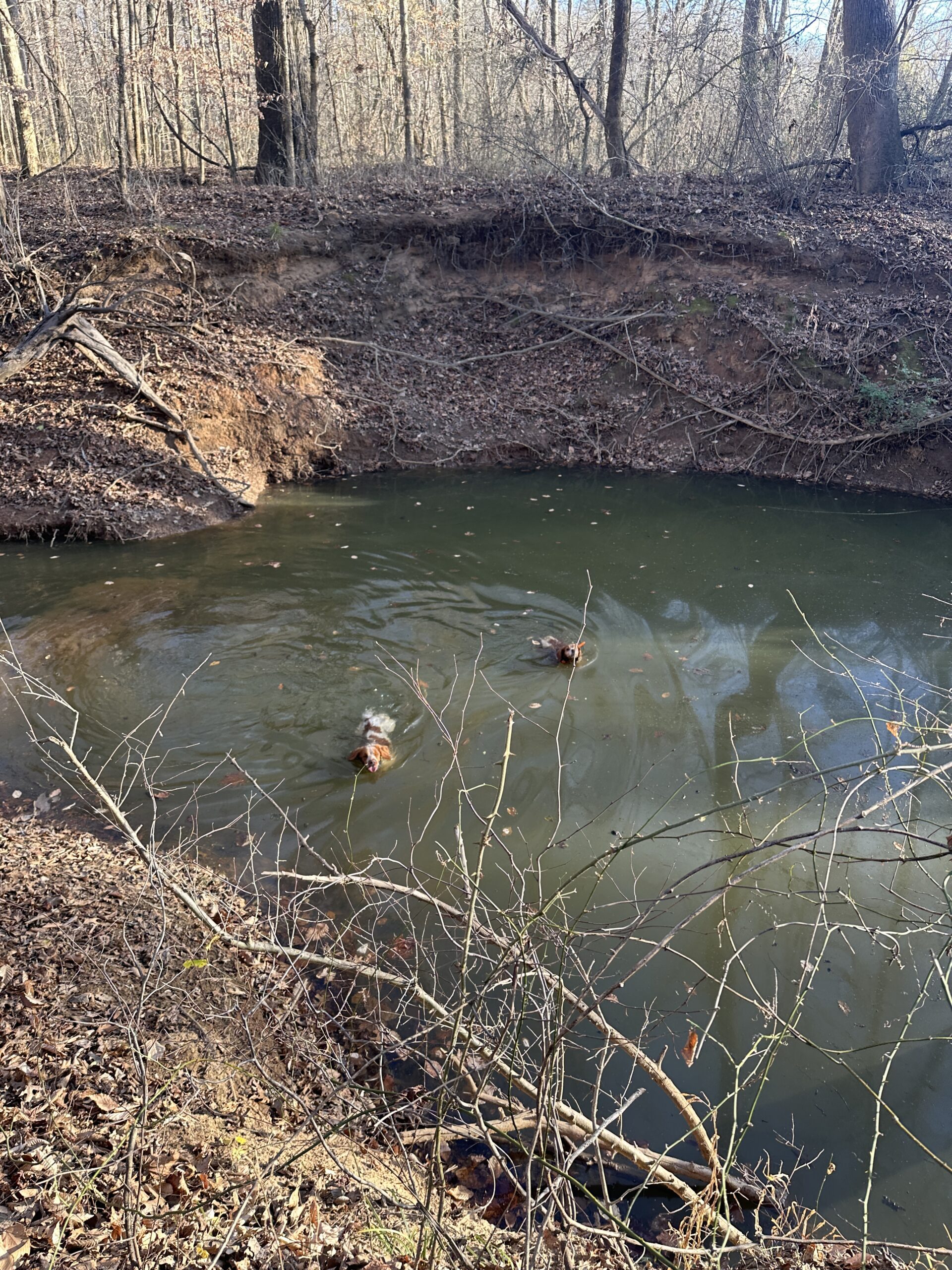 Southern Woodcock Report 27 DEC 2025 - Lost Highway Kennels